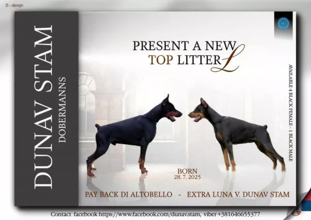 Doberman prelepi stenci