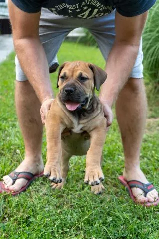 JUŽNOAFRIČKI MASTIF – BOERBOEL ŠTENCI