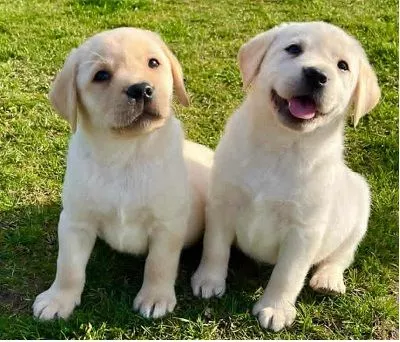 Labrador retriver štenci vrhunske krvne linije