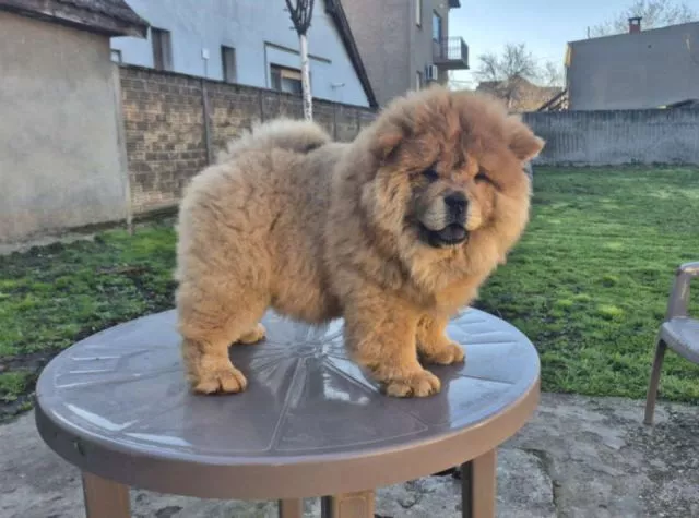Na prodaju stene Chow Chow staro tri meseca,