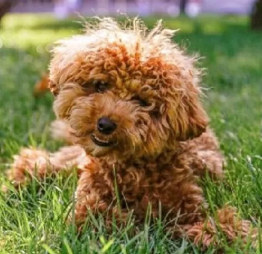 Maltipoo i Toy pudle