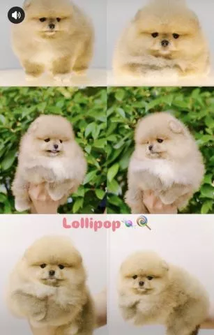 Pomeranian puppies for sale of top quality