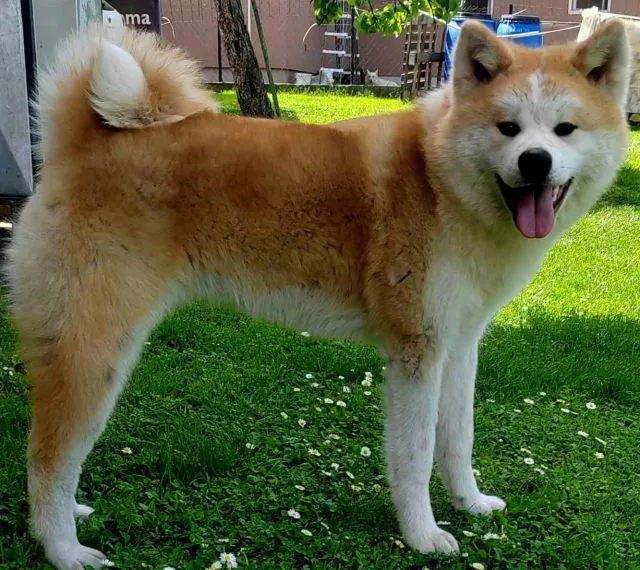 Akita Inu - mlada zenkica