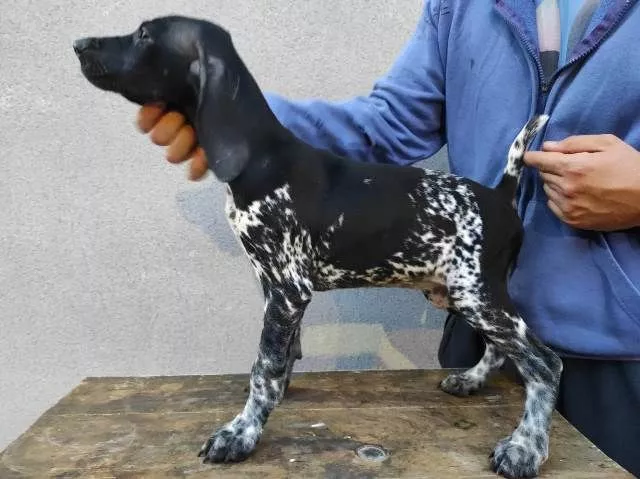 NEMAČKI KRATKODLAKI PTIČAR, ŠTENCI