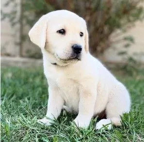 Zlatni retriver i Labrador