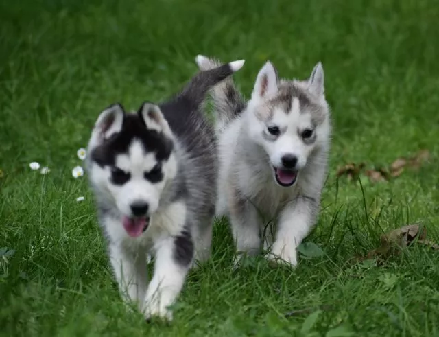 Sibirski haski štenci