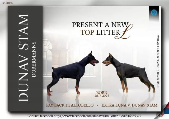 Doberman prelepi stenci