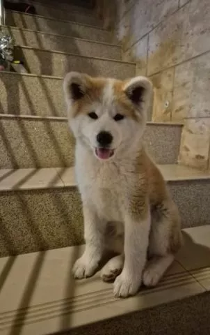 JAPANSKA AKITA ŽENSKO ŠTENE