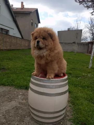 Na prodaju stene Chow Chow prelepog izgleda