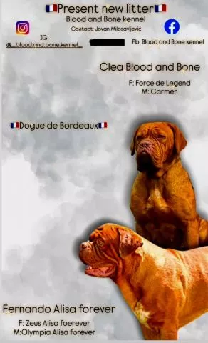 Dogue de Bordeaux štenci