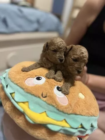 TOY PUDLE TEACUP