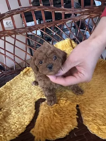 TOY PUDLE