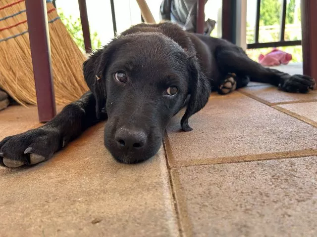 MESANAC LABRADORA NA POKLON