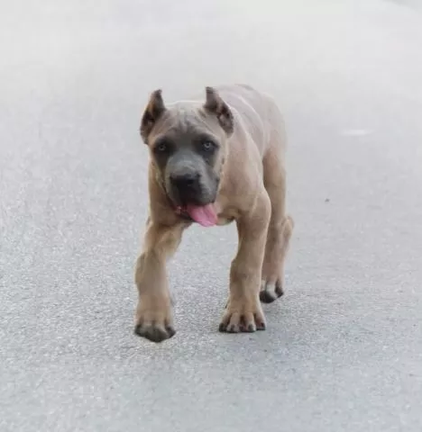 Cane Corso vrhunski štenci