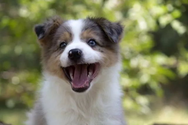 Border koli-Border collie štenad
