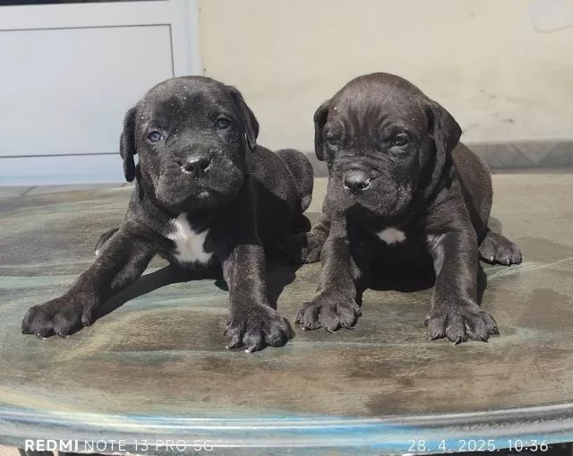 Cane Corso