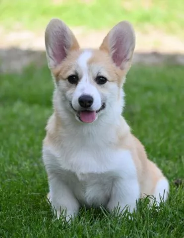 Velski korgi/Welsh Corgi Pembroke