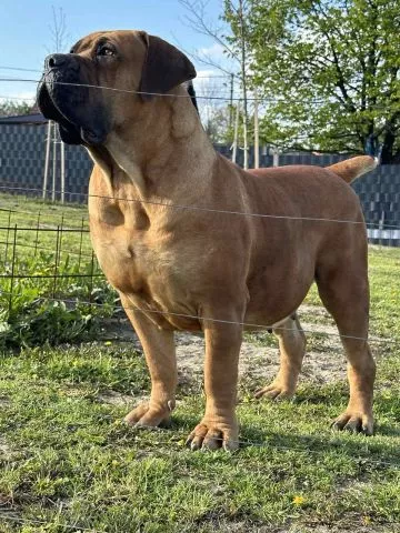 Južnoafrički mastif - Boerboel štenci