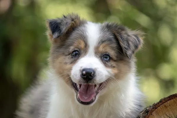 BORDER KOLI - BORDER COLLIE, ŠTENAD