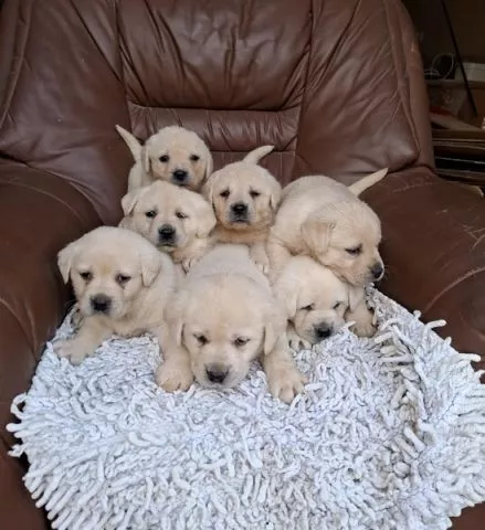Labrador retriver štenci bele boje