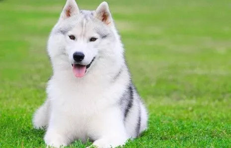 SAMOJED I SIBIRSKI HASKI