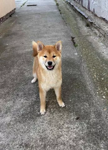 Na prodaju žensko štene Shiba inu