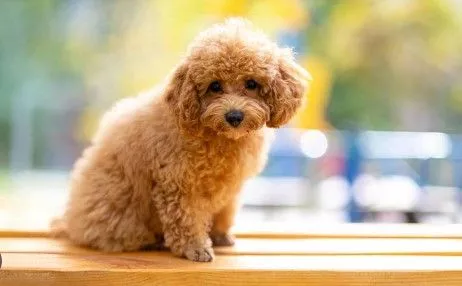 MALTIPOO I TOY PUDLE