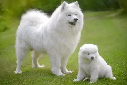 SAMOJED I SIBIRSKI HASKI
