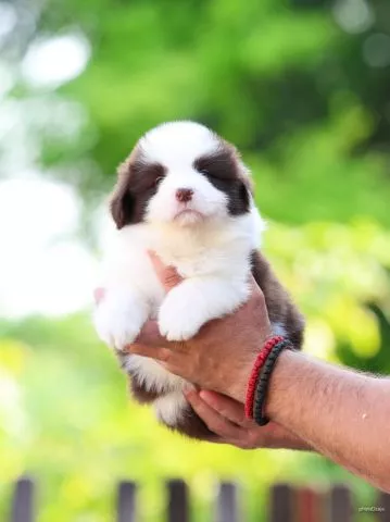 Border Collie Border Koli štenci