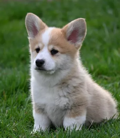 Velski korgi/Welsh Corgi Pembroke