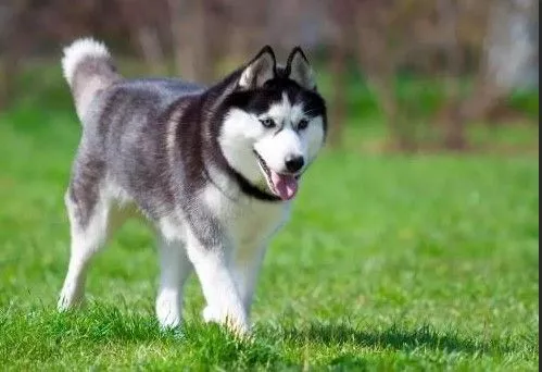 SAMOJED I SIBIRSKI HASKI