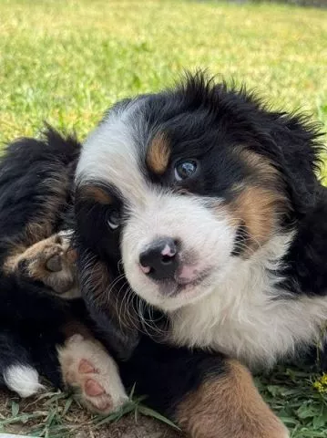 Štenci bernskog planinskog psa