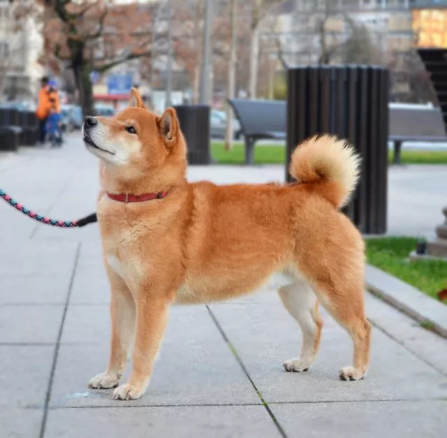Shiba Inu prelepi štenci