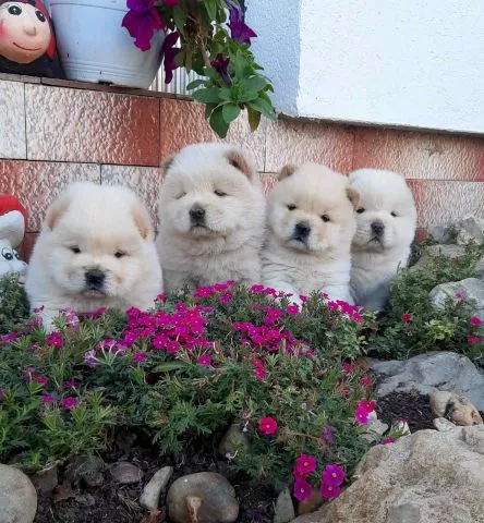 Cau Cau Chow Chow
