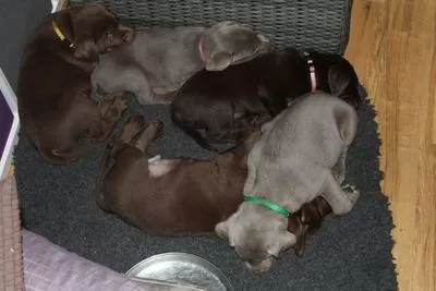 Rozkošné labradorské poklady