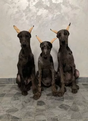 Doberman