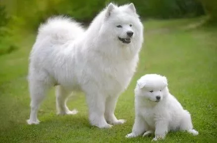 SAMOJED I SIBIRSKI HASKI