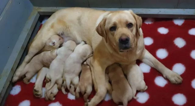 Labrador retriver štenci