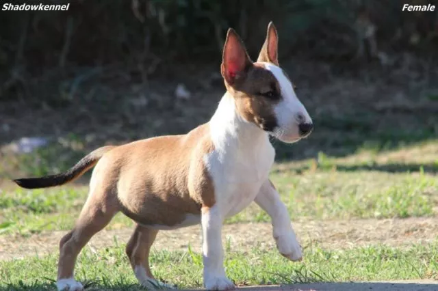 Mini Bull Terijer prelepi štenci