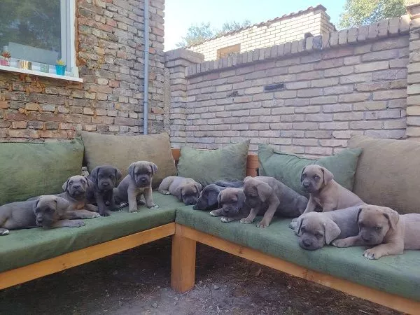 Cane Corso ( Kane Korso ) vrhunski štenci