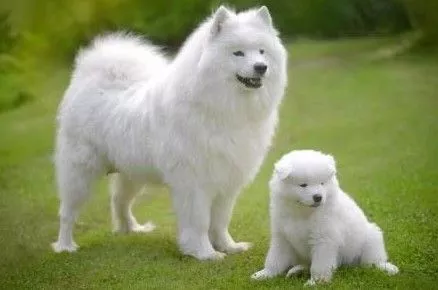 SAMOJED I SIBIRSKI HASKI