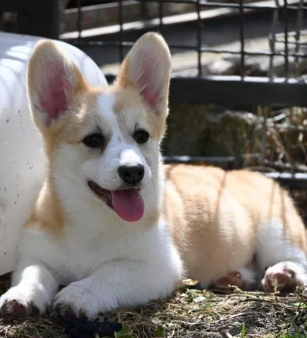 Velski korgi/Welsh Corgi Pembroke