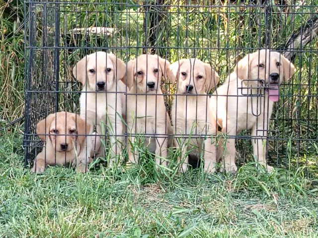 Labrador retriver štenci na prodaju