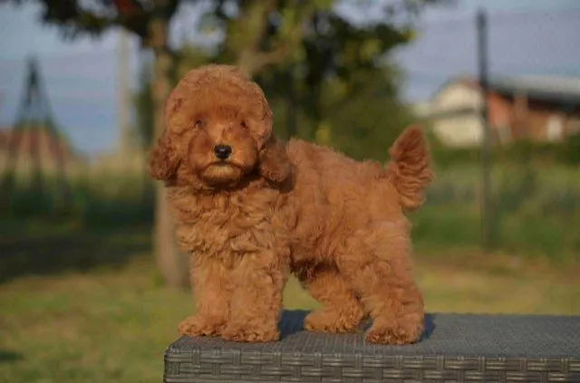 TOY PUDLE