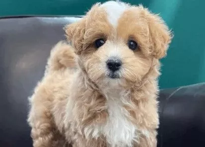 Maltipoo i Toy pudle