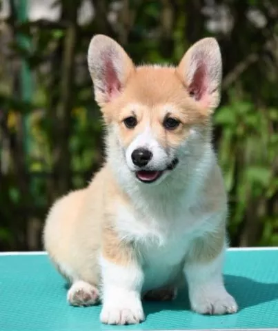 Velski korgi/Welsh Corgi Pembroke