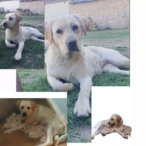 BELO-ŽUTI ŠTENCI - LABRADOR RETRIVERA - REZERVACIJE