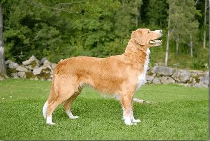ZLATNI RETRIVER I LABRADOR