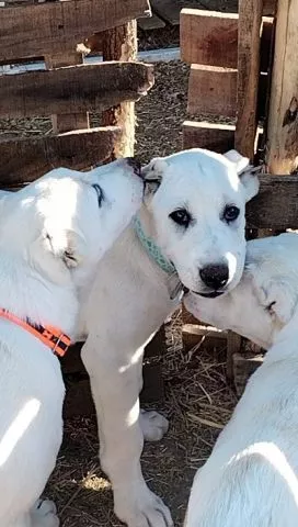 Prelepe ženke Srednjeazijslkog ovčara - Alabai