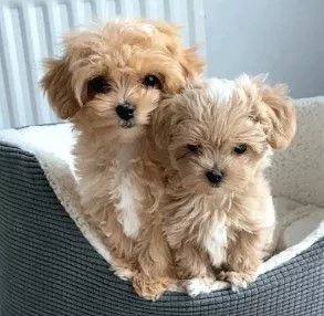 MALTIPOO I TOY PUDLE